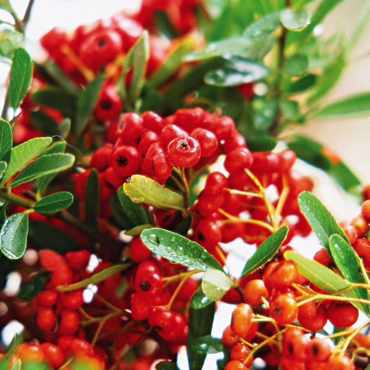 Pyracantha Fruit Seeds Hardy Shrubs for Growing Berries - Dharaseeds