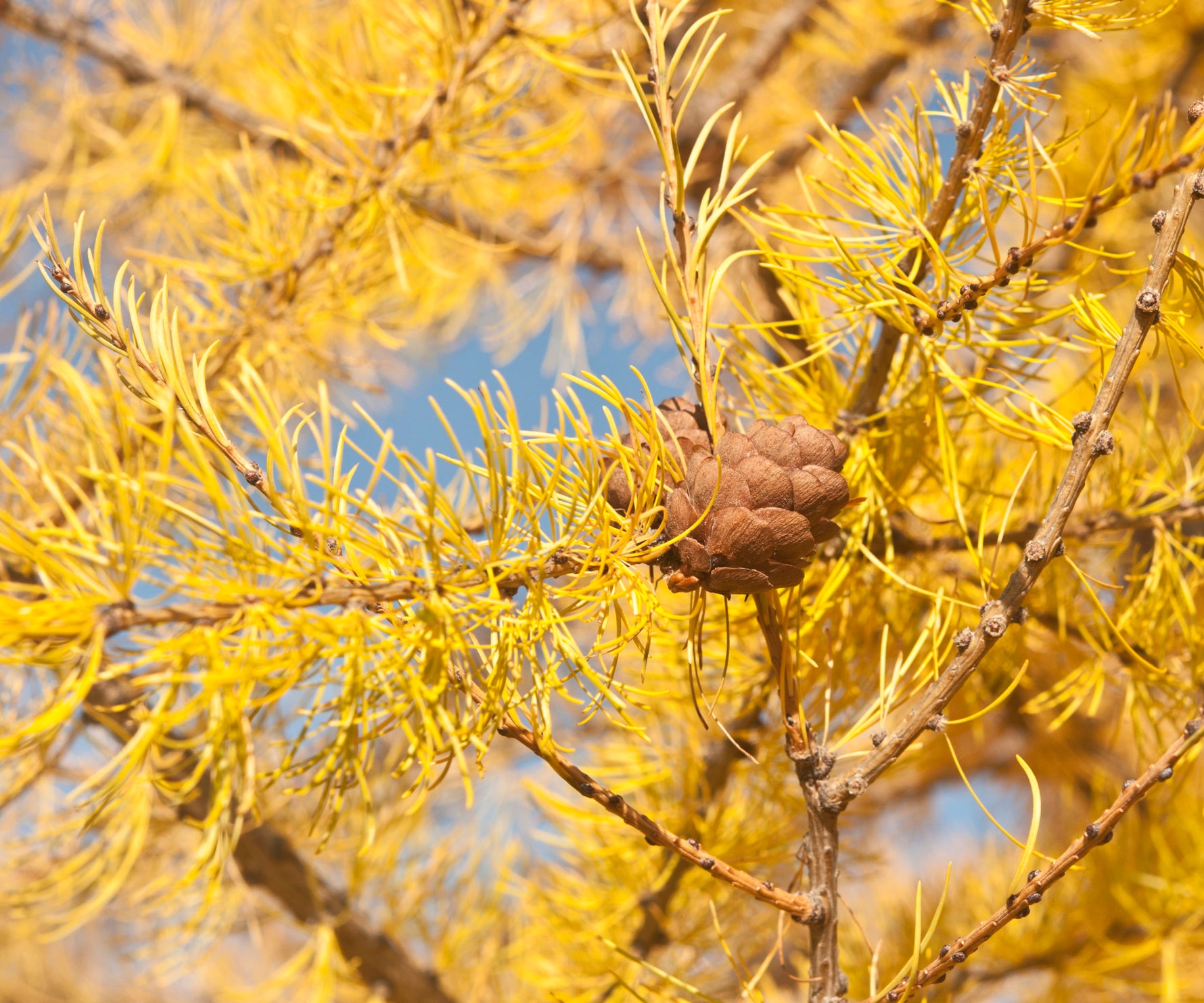 Orange Larch Seeds – Larch Tree Seeds - Non GMO – Dharaseeds