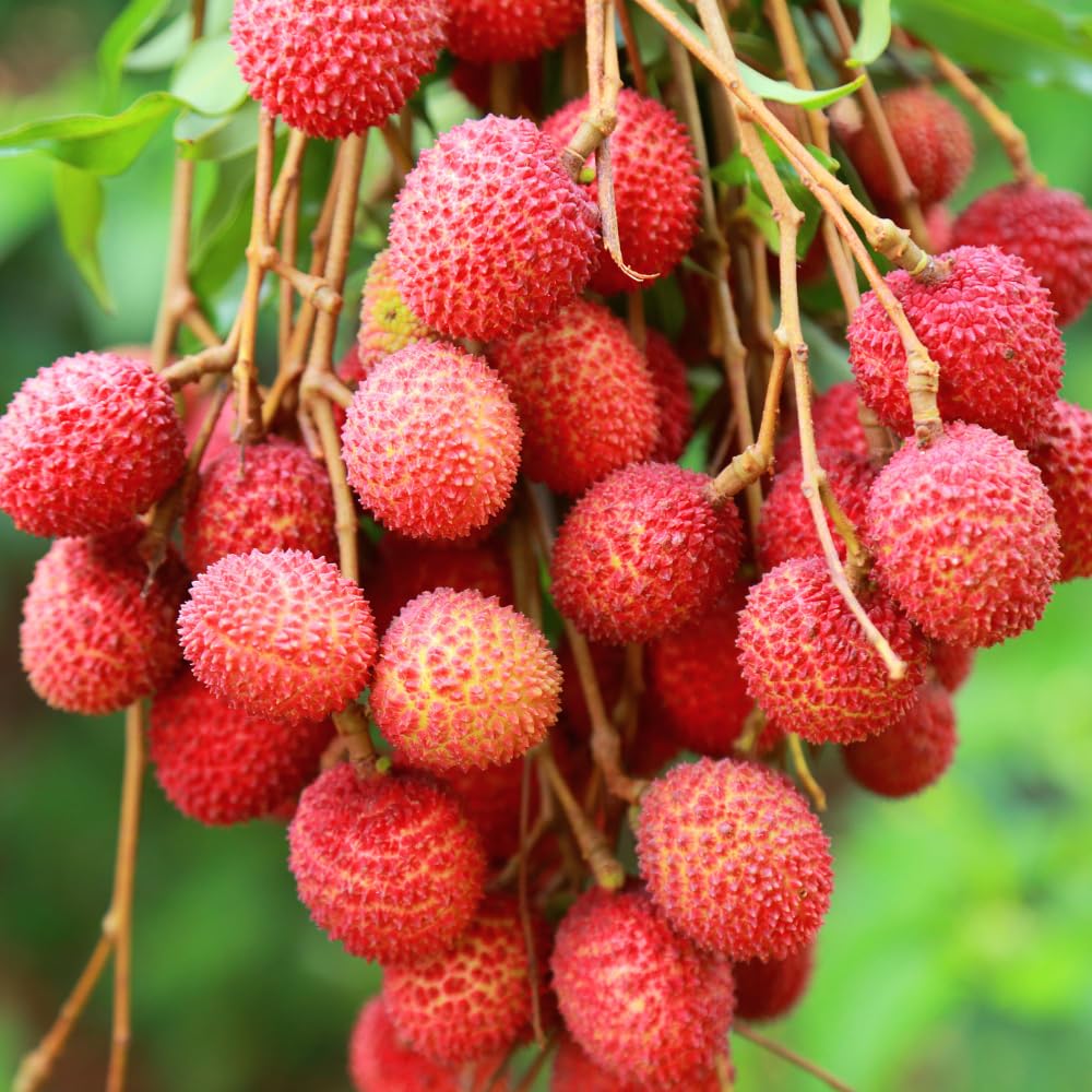 Litchi Chinensis Seeds – Lychee Variety – Dharaseeds