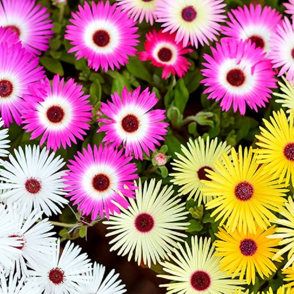 Livingstone Daisy Seeds – Colorful Drought-Tolerant Mix Variety ...