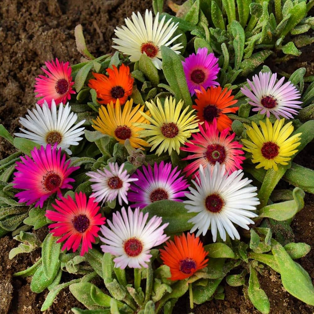 Livingstone Daisy Seeds – Colorful Drought-Tolerant Mix Variety ...