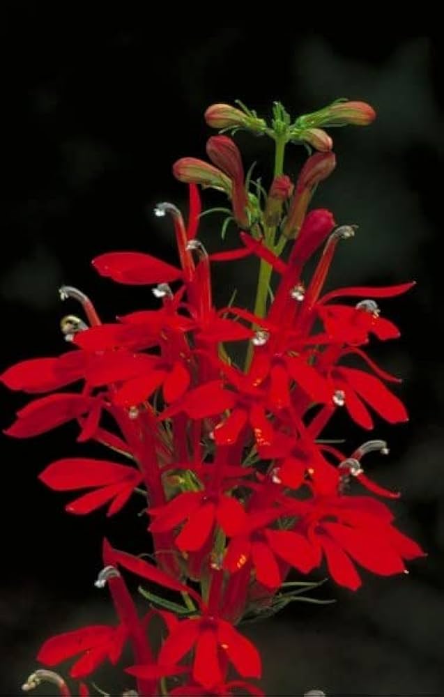Lobelia Vulcan Red Seeds – Pelleted Vibrant Red Annual Variety – Dharaseeds