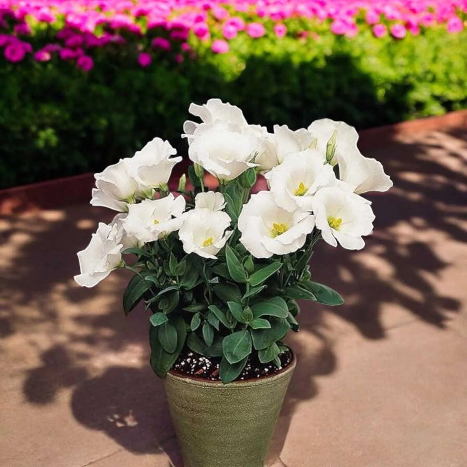Eustoma Eustoma Grandiflorum White Seeds – Elegant Indoor Blooms ...