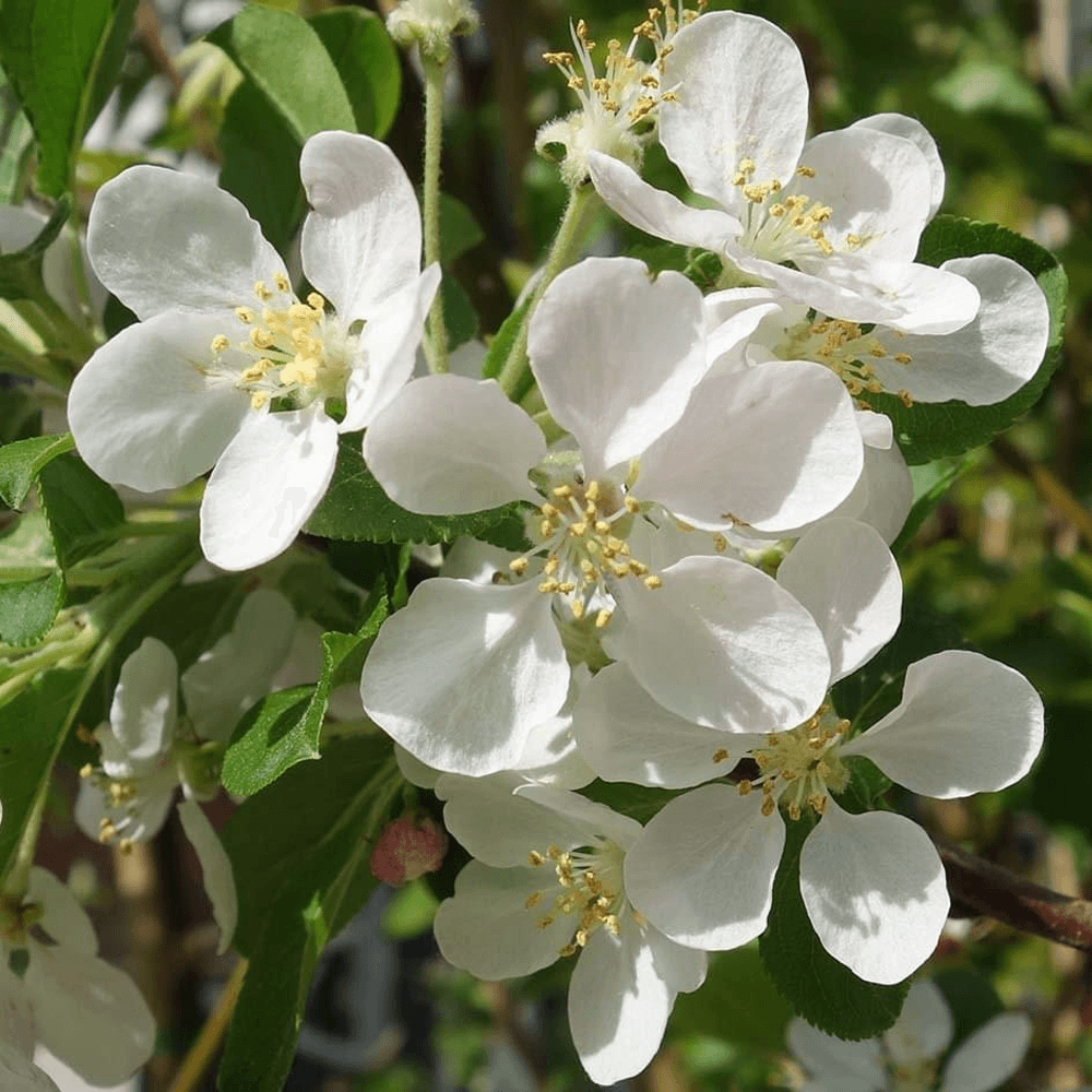 Heirloom Malus Flower Seeds, Non-GMO Ornamental Blooms for Garden ...