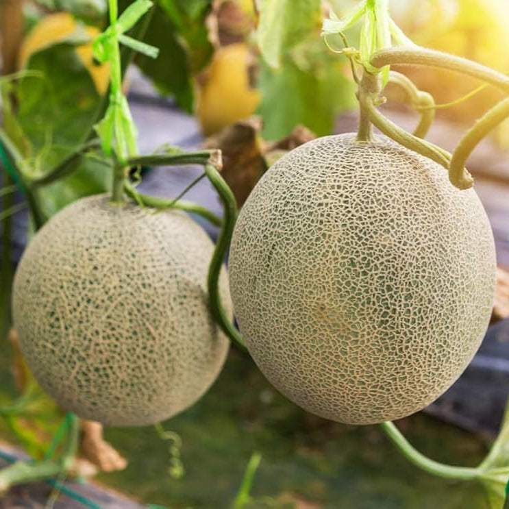 Melon Korean Musk Seeds – Summer Cultivation Variety for Home Garden ...