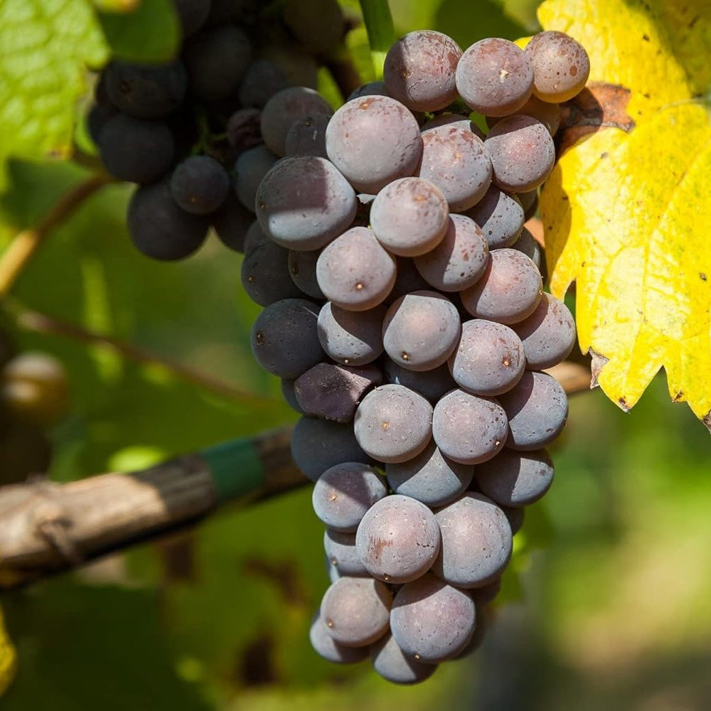 Midnight Beauty Grapes Seeds – Super Sweet, Unique Flavor Variety ...