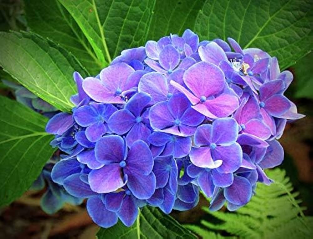 Hydrangea Macrophylla Seeds – Mini Hydrangea Home Garden & Decorative ...