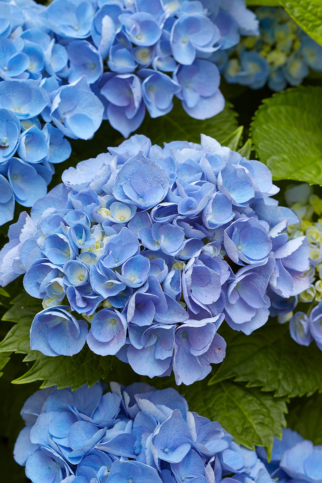 Hydrangea Macrophylla Seeds – Mini Hydrangea Home Garden & Decorative ...
