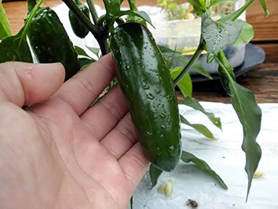 Mucho Nacho Jumbo Jalapeno Pepper seeds – 75-day spicy harvest - Dharaseeds