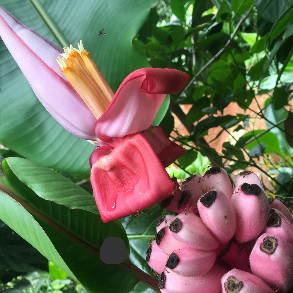 Musa Ornata Seeds – Ornamental Banana Tropical Variety – Dharaseeds