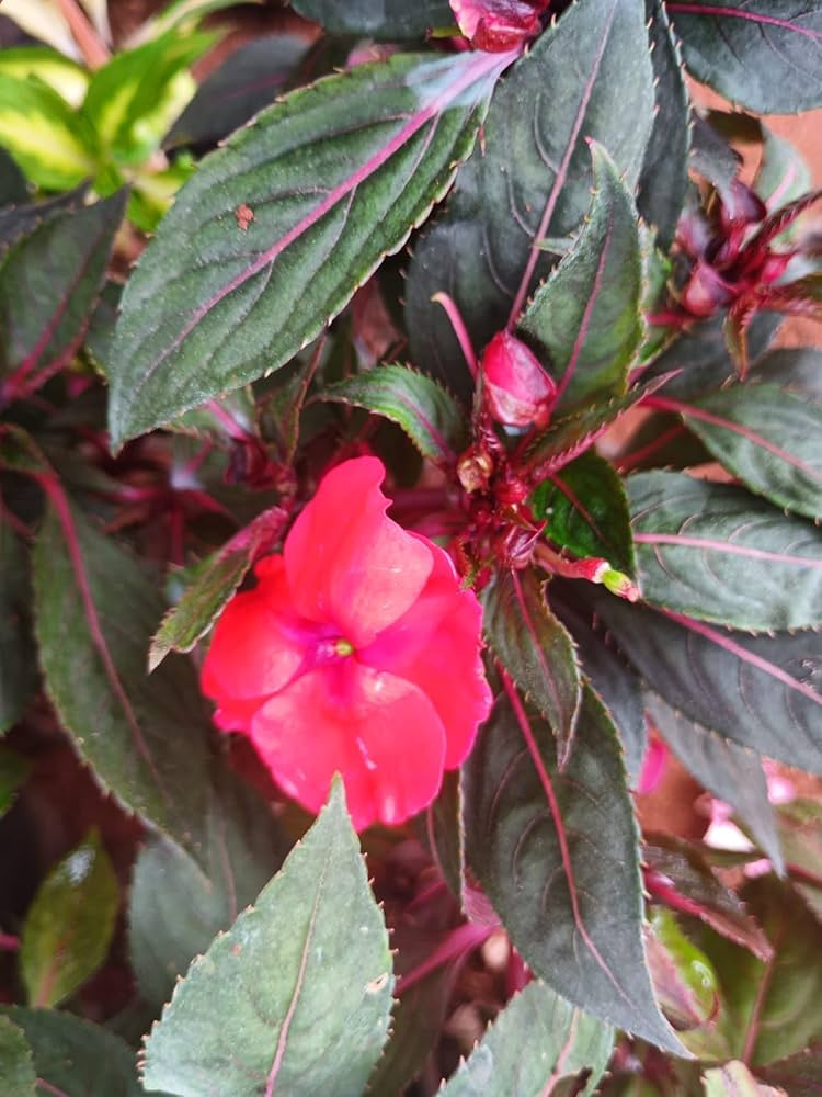 New Guinea Impatiens Divine Lavender Seeds – Tropical Garden Color ...