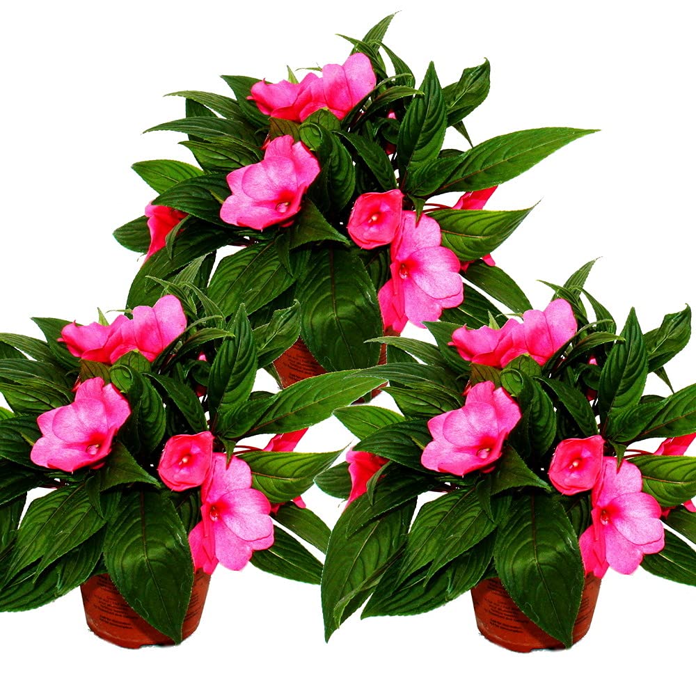 New Guinea Impatiens Divine Lavender Seeds – Tropical Garden Color ...