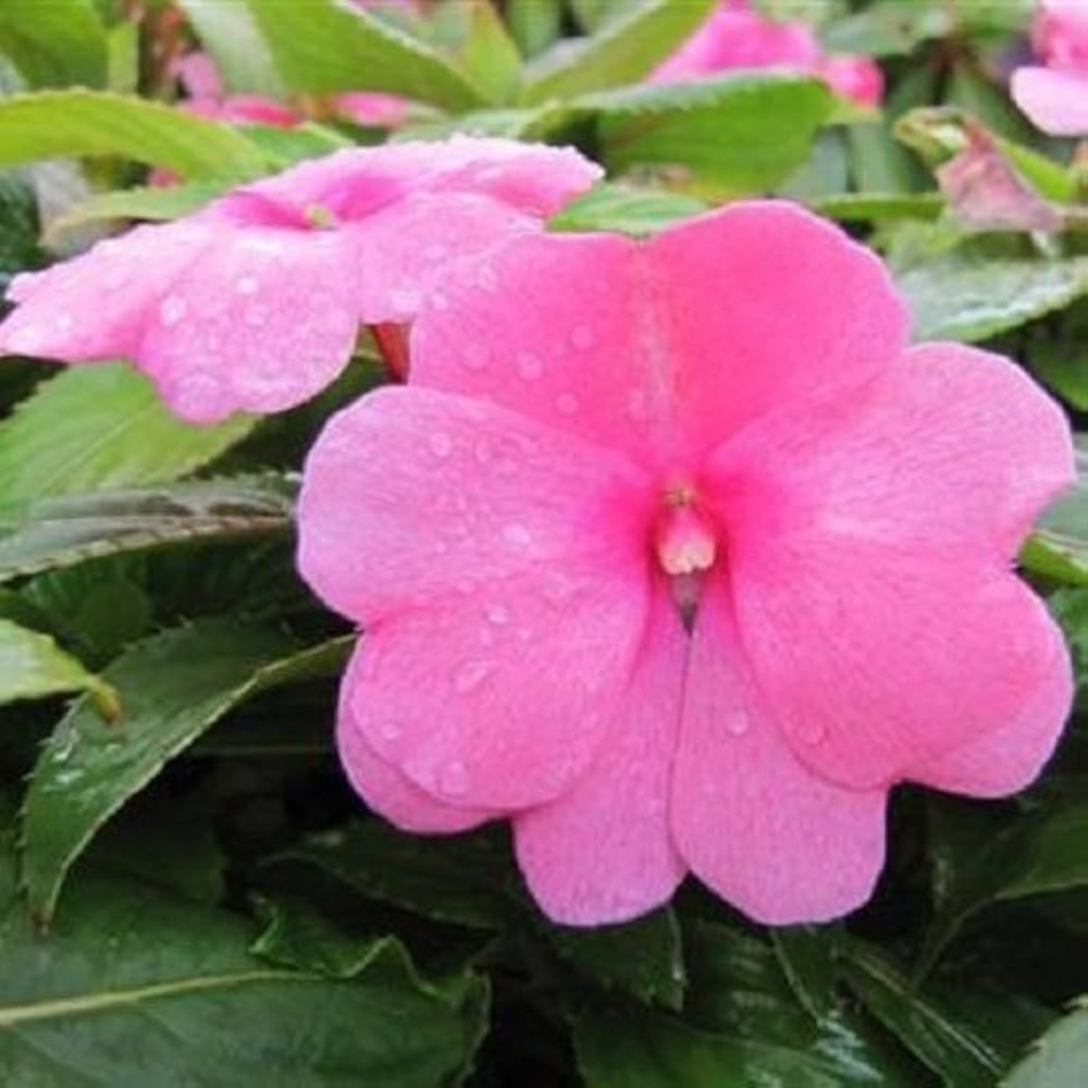 New Guinea Impatiens Divine Lavender Seeds – Tropical Garden Color ...