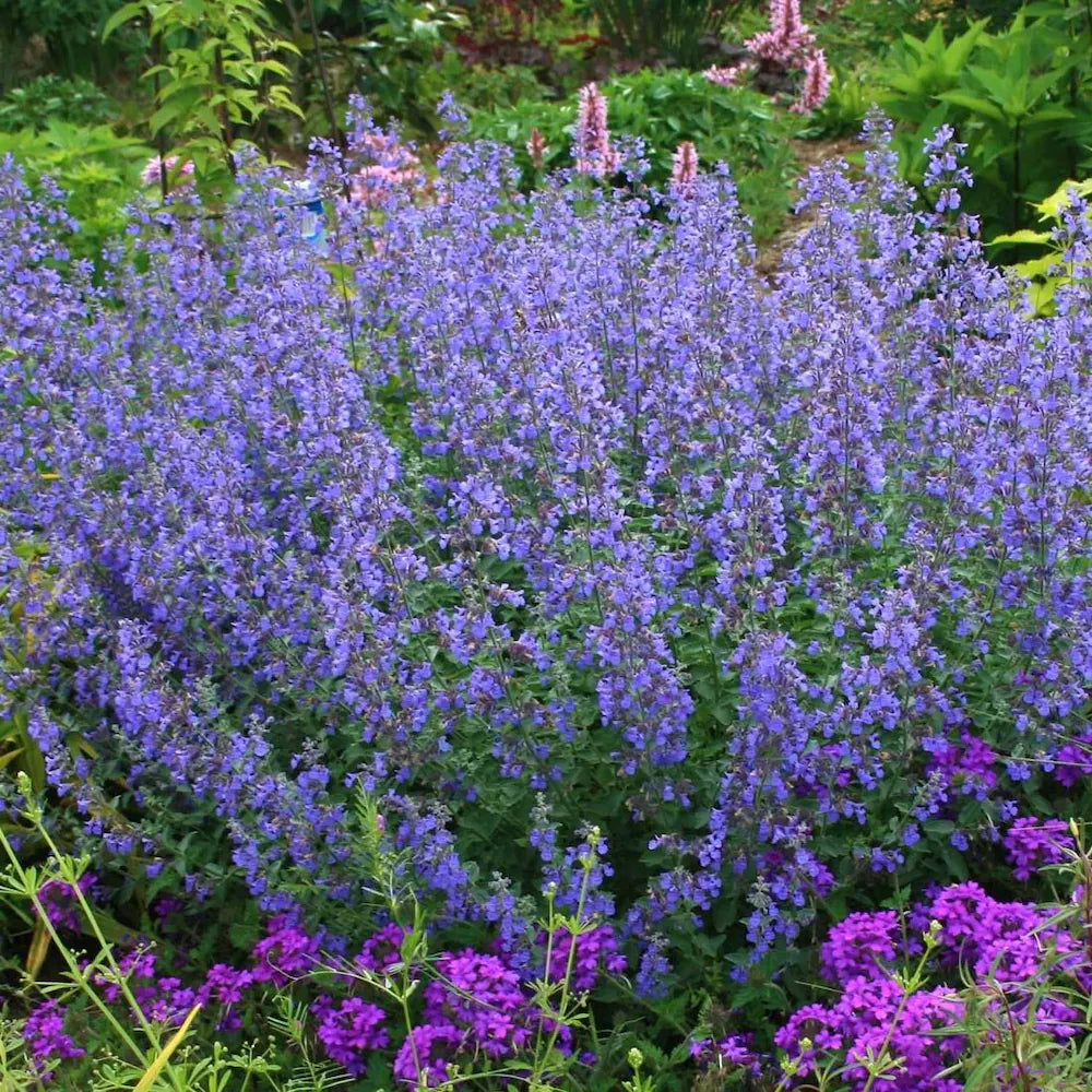Catmint Nepeta Mussinii Blue Seed for Garden – Dharaseeds