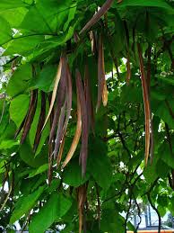 Northern Catapula Tree Seeds – Unique Cold-Hardy Tree with Ornamental ...
