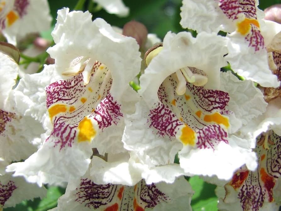 Northern Catapula Tree Seeds – Unique Cold-Hardy Tree with Ornamental ...