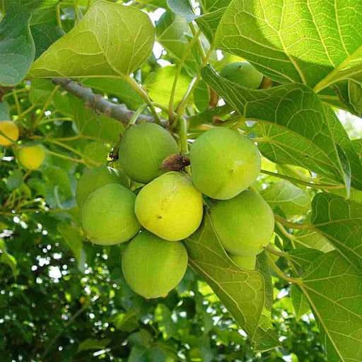 Jatropha Fruit Seeds for Planting - Growing Tropical Trees at Home ...