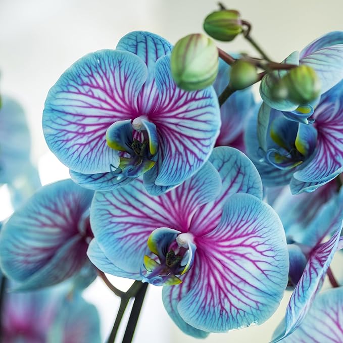 Cymbidium Orchid Seeds – Rare Blue Bonsai for Indoor Bonsai & Decor ...