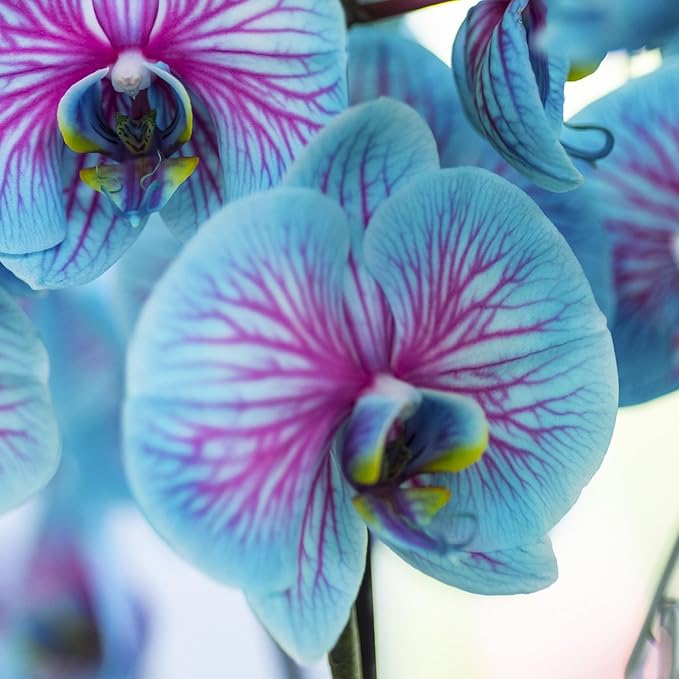 Cymbidium Orchid Seeds – Rare Blue Bonsai for Indoor Bonsai & Decor ...