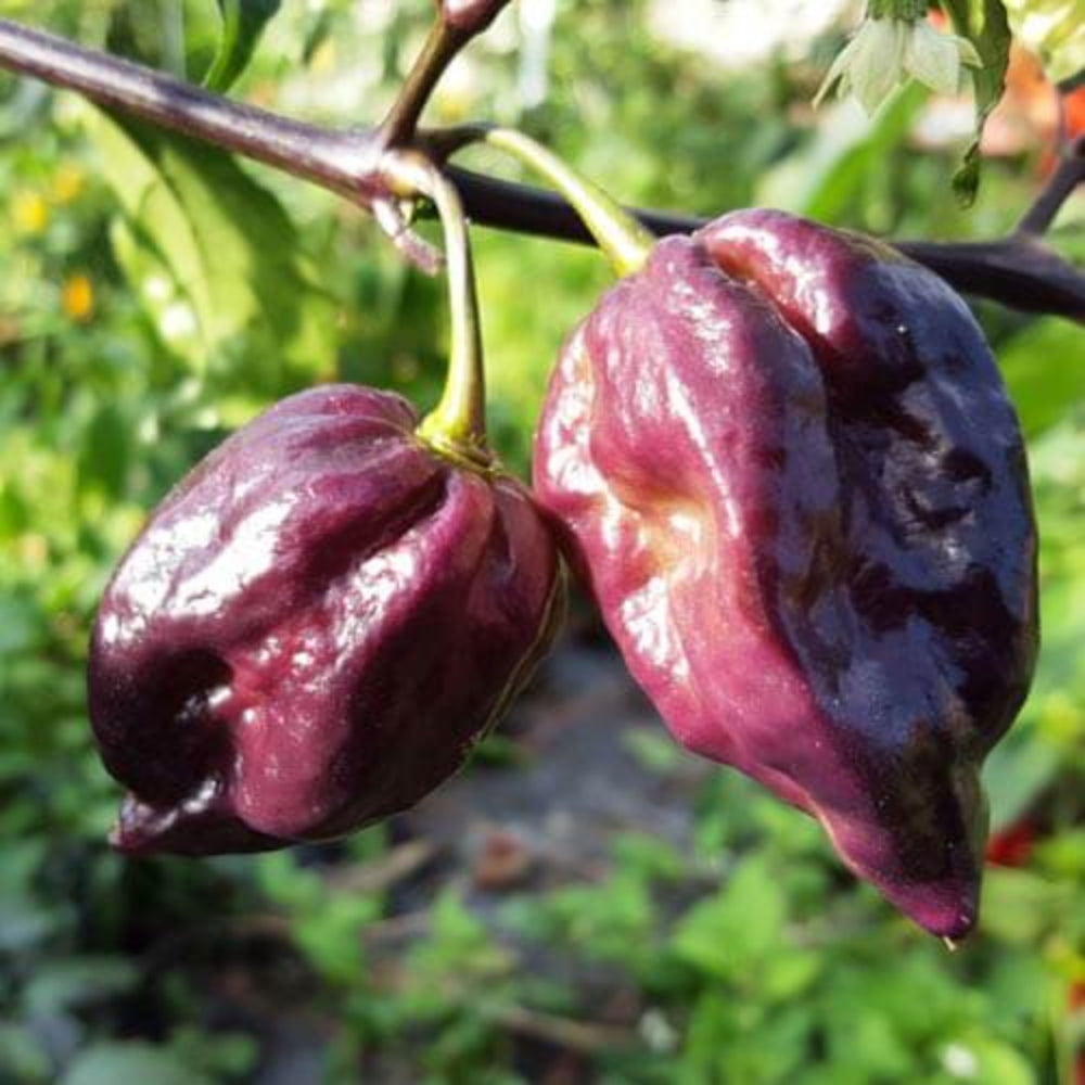 Blue Jolokia Chilli Seeds for Planting heirloom & Non-GMO Seeds ...