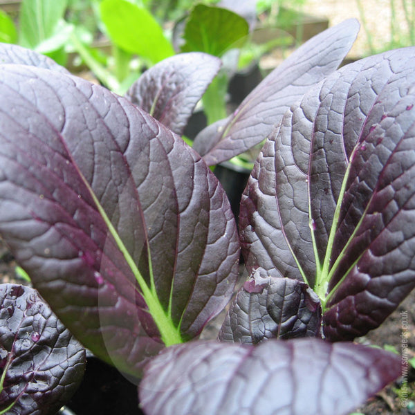 Red Choi Seeds – Brassica Rapa – Dharaseeds
