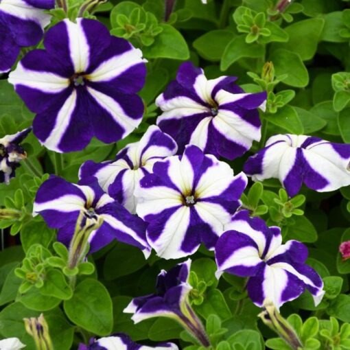 Petunia Blue Star Imported Organic Garden Seeds – Dharaseeds