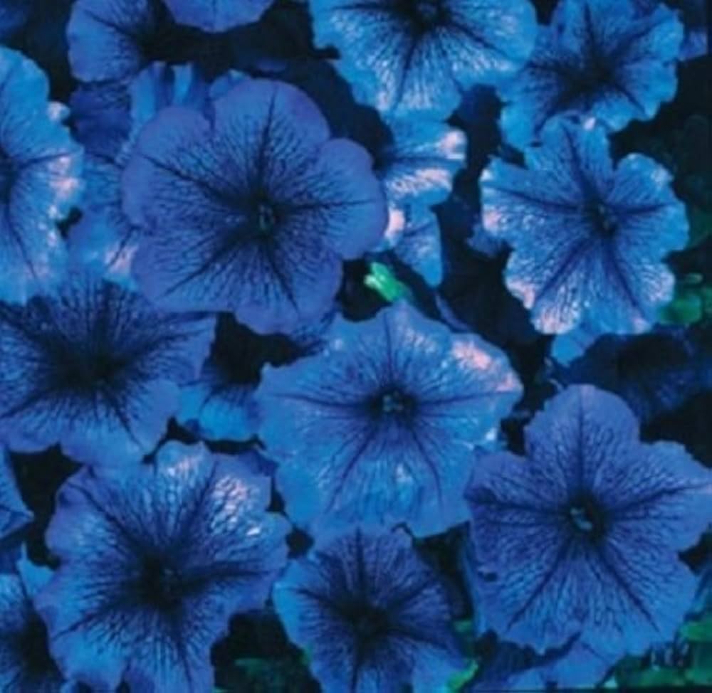 Petunia Celebrity Blue Ice Flower Seeds – Frosty Blue Petals with ...