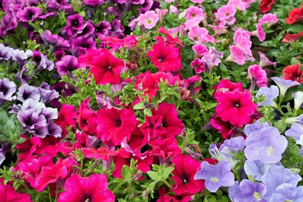 Petunia Hybrida Shock Wave Mix Pelleted Seeds – Petunia Backyard ...