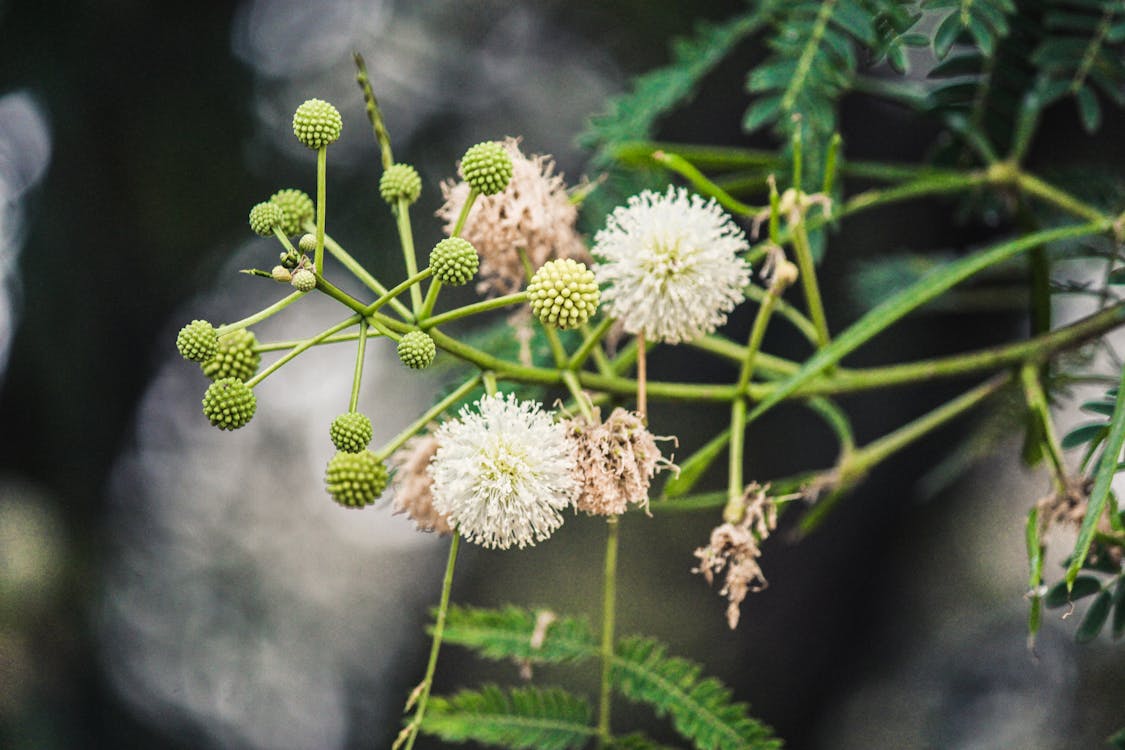 Heirloom River Tamarind Flower Seeds, Non-GMO Fast-Growing Blooms for ...