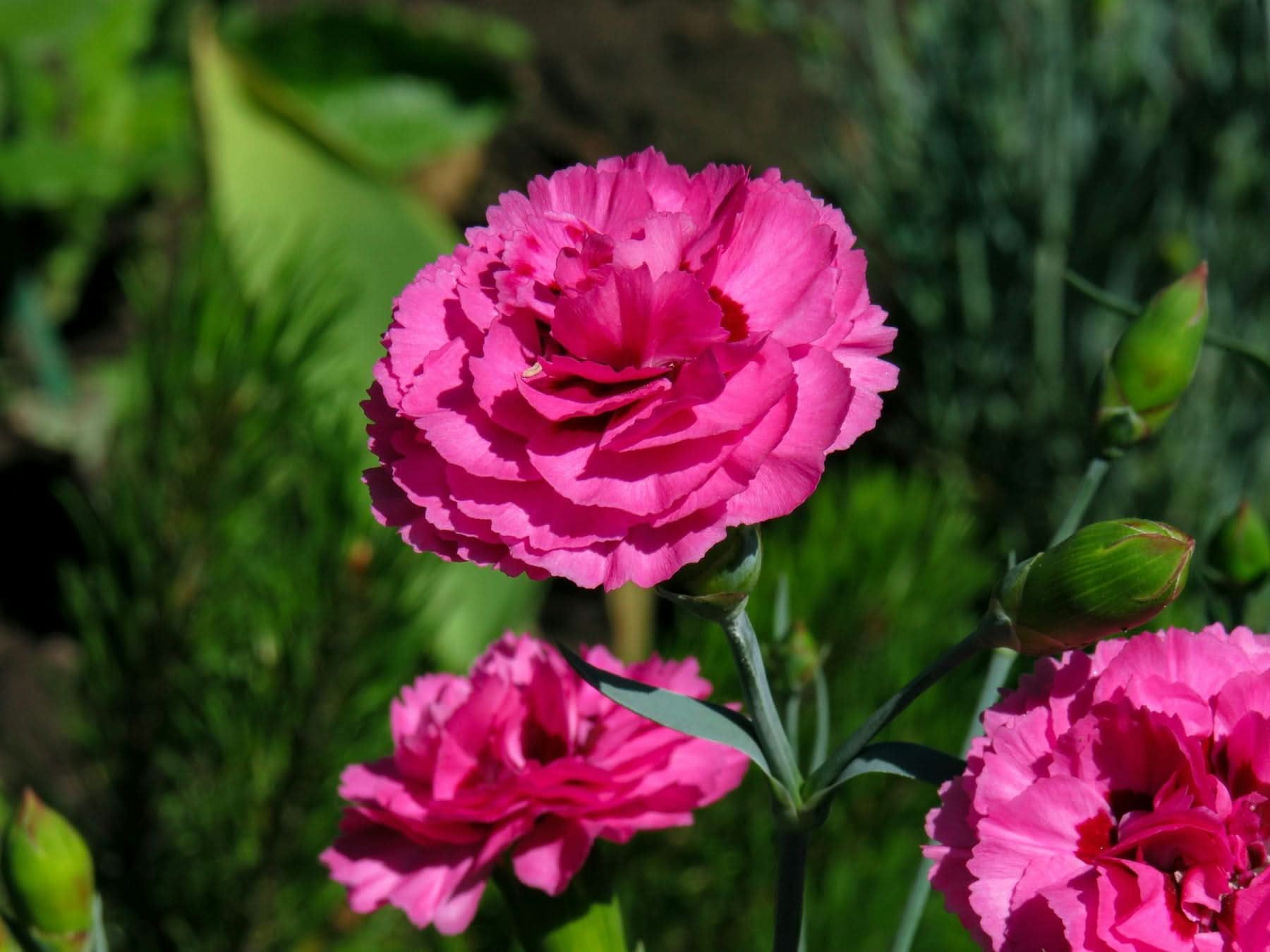 Carnation Seeds – Flower Seeds for Planting – Dharaseeds