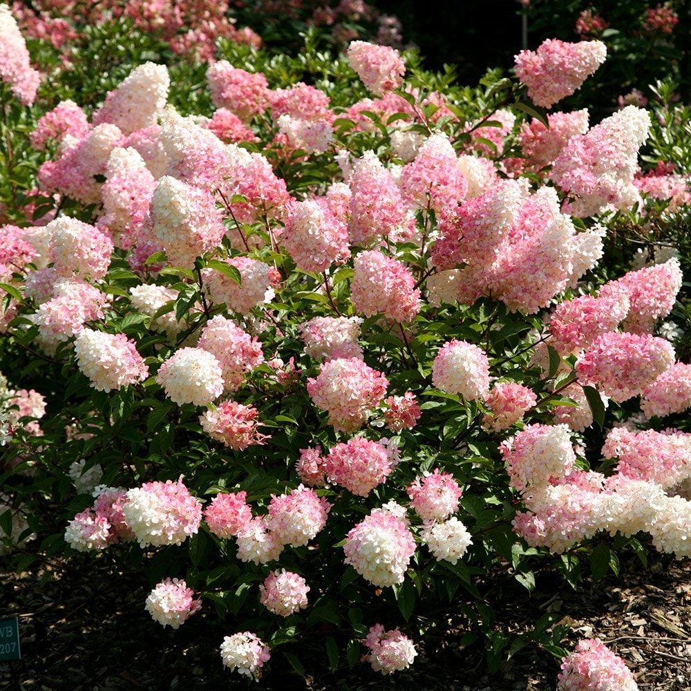 Organic Heirloom Non-GMO Pink Vanilla Fraise Seeds for Planting ...
