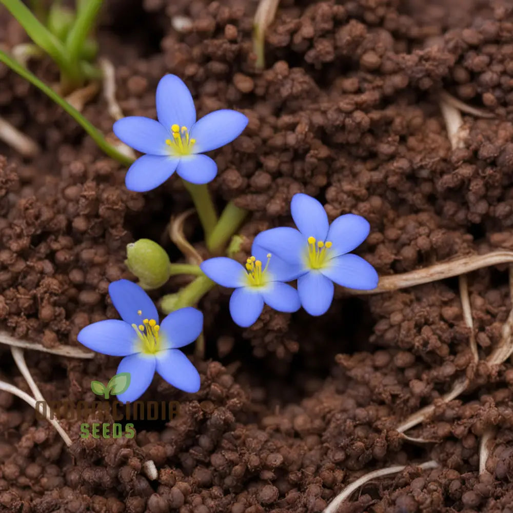 Houstonia Seeds – Houstonia spp for Your Flower Bed – Dharaseeds