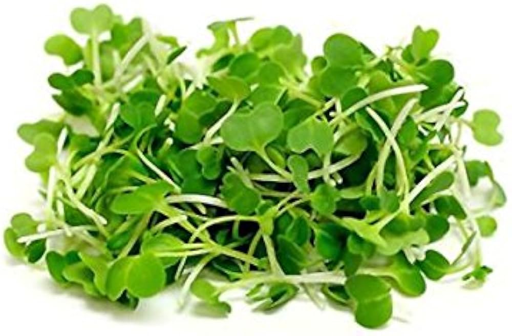Quinoa Tri-Color Microgreens & Sprout Seeds – Nutritious Ancient Grain ...