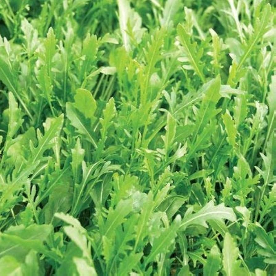 Racco Vegetable Seed Disks – Easy-Grow Mixed Greens for Small Spaces ...