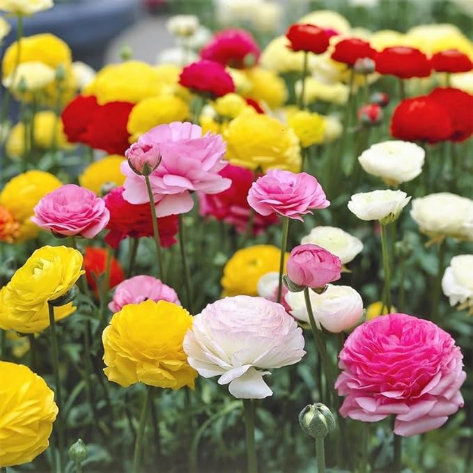 Ranunculus Seeds – Lush Double Blooms in Rainbow Shades – Dharaseeds