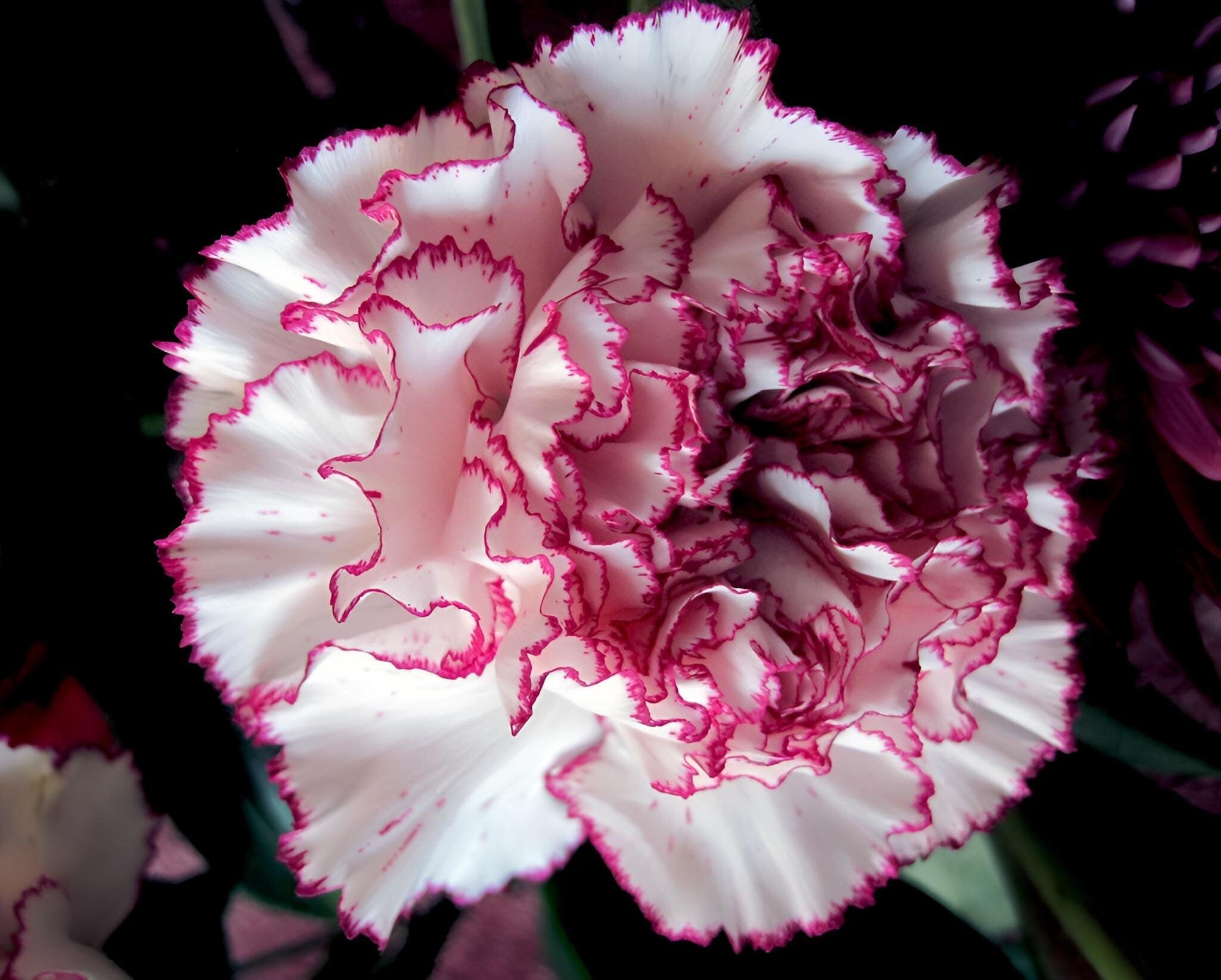 Raspberry Kräuselung Carnation Flower Seeds – Ruffled Raspberry Pink ...