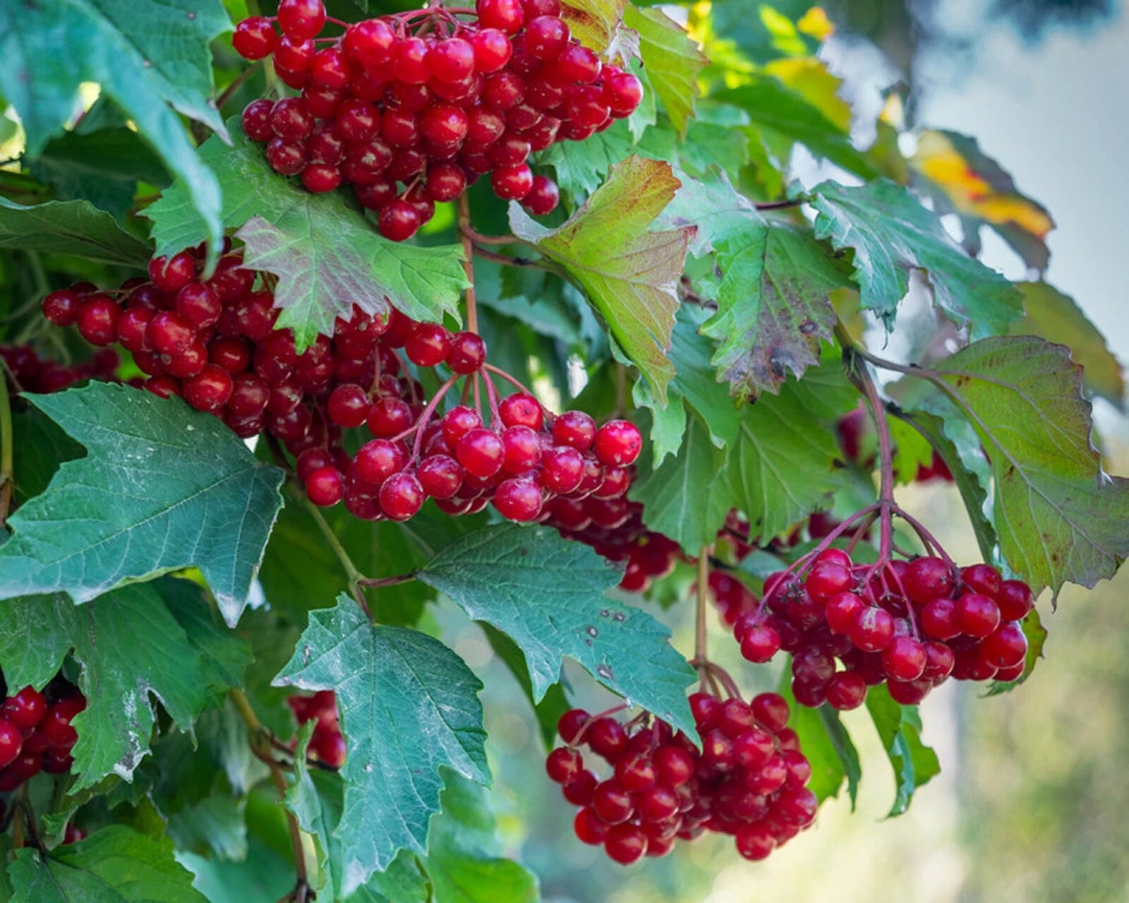 Elderberry Seeds (US Common Name) – Red Elderberry, Sambucus racemosa ...