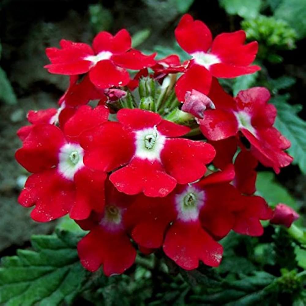 Verbena Seeds – Red Hydrangea Flower Seeds – Dharaseeds