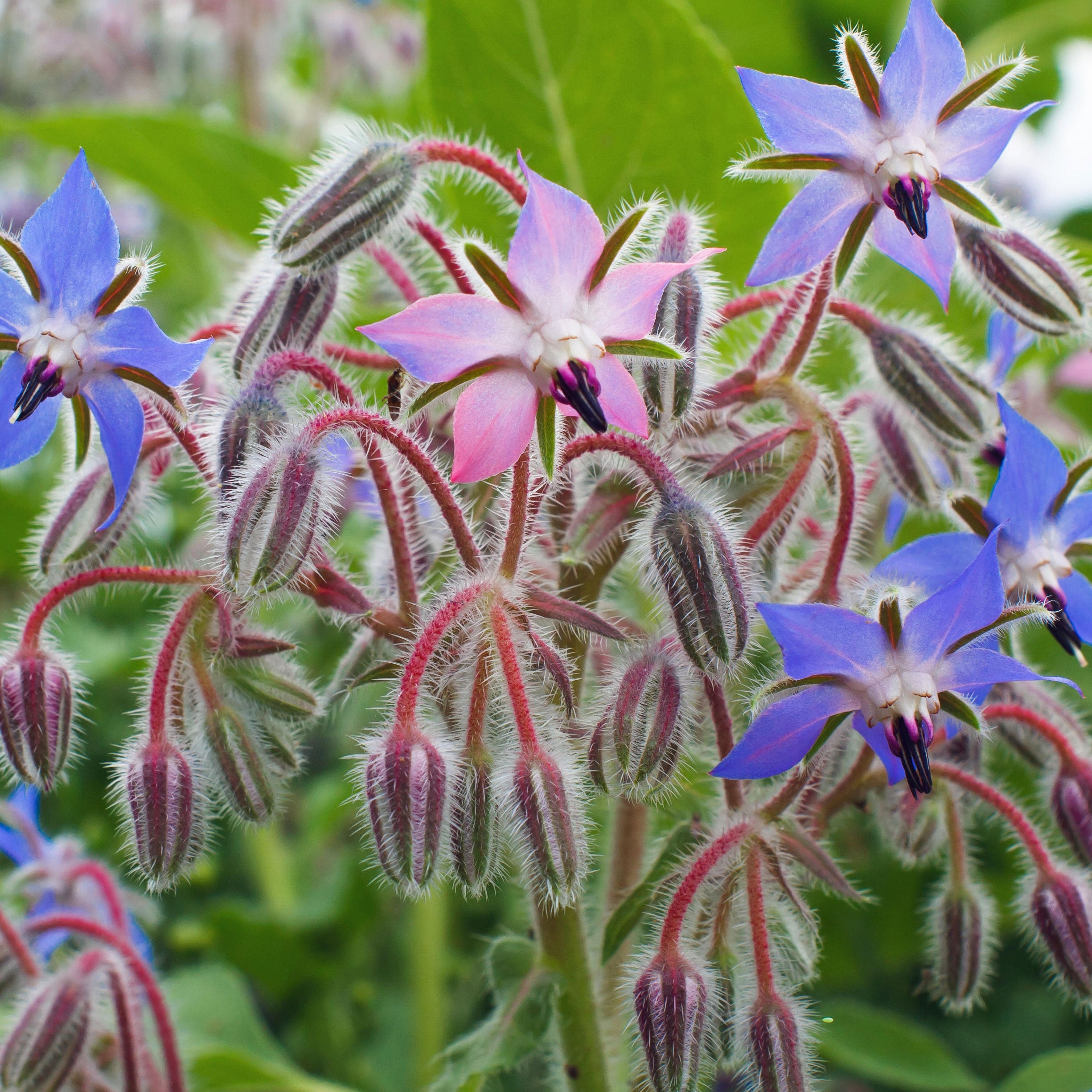 Heirloom Non-GMO Semi Erbe Flower Seeds for Planting- Herbal Blooms for ...
