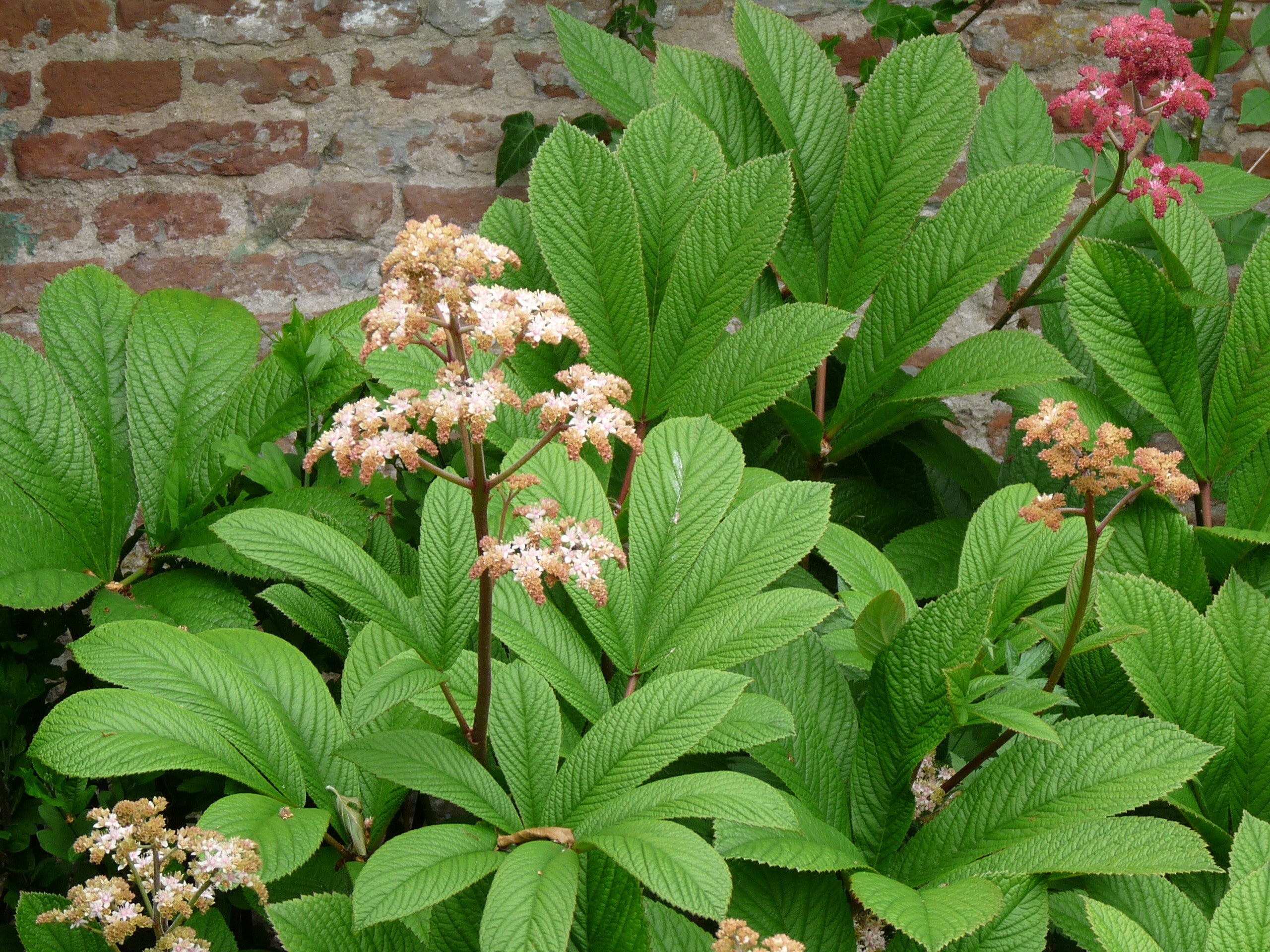 Rodgersia Henrici Seeds – Heirloom Non-GMO Ornamental Shade Garden ...