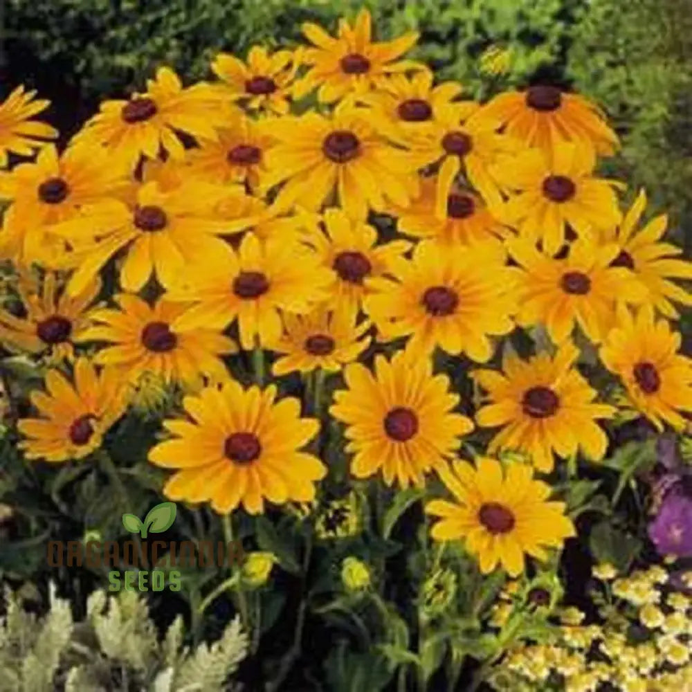 Rudbeckia Flower Seeds – Vibrant, Hardy Flowers for Gardens – Dharaseeds