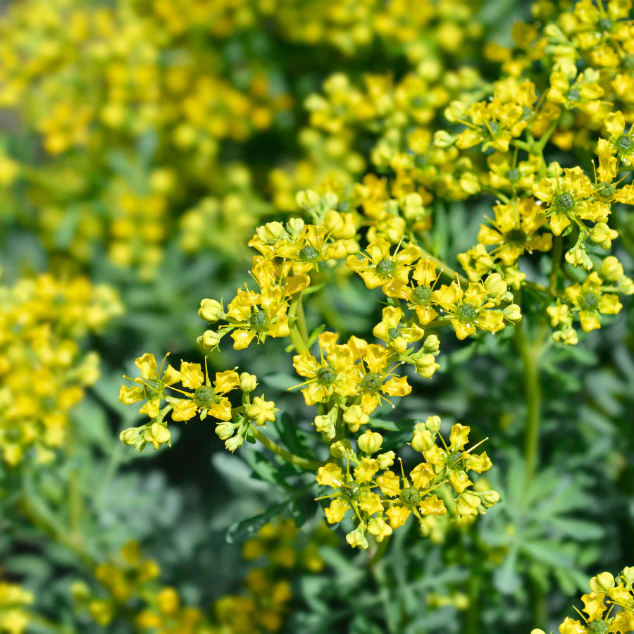 Rue Seeds - Ruta graveolens Herb Plant Seeds – Dharaseeds