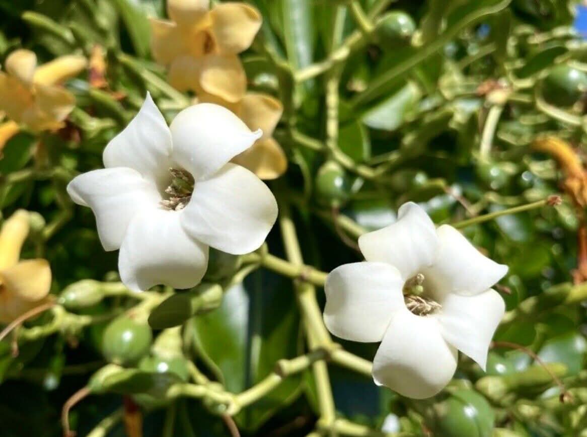 Heirloom Non-GMO Fagraea Flower Seeds for Planting – Fragrant Tropical ...