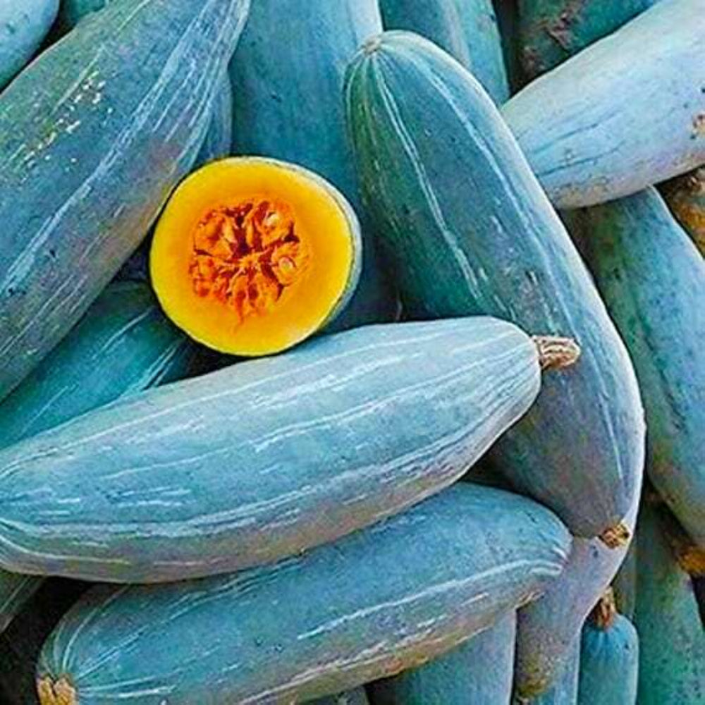 Guatemalan Blue Winter Squash Seeds Rare Genuine – Heirloom, Non-GMO ...