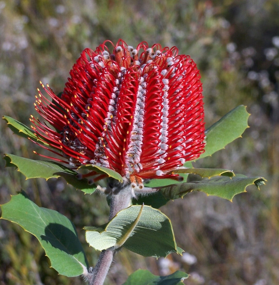 Banksia Seeds – Banksia coccinea for Native Plant Gardens and ...