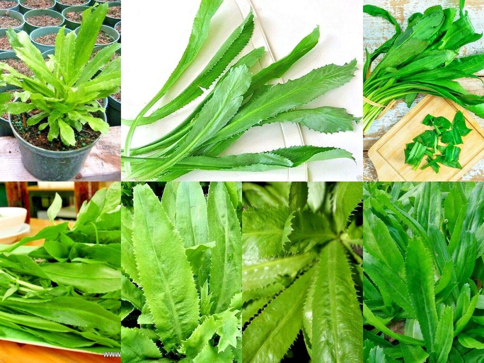 RECAO CULANTRO SEED Coriander Ngo Gai 芫茜 Chadon Beni LOT Herb Seeds ...