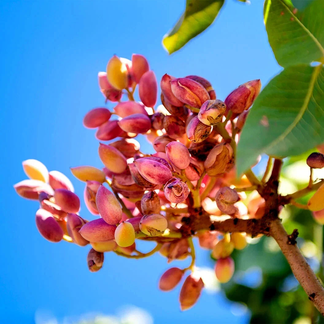 Pistachio Nut Tree Seeds Pistacia vera Hardy-Zone Edible Garden Plant ...