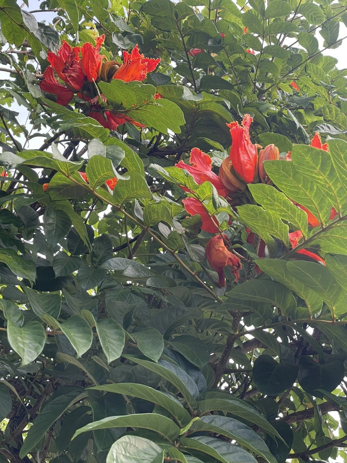 HAWAII African Tulip Tree Seeds Spathodea Flame Forest Bulk Value ...