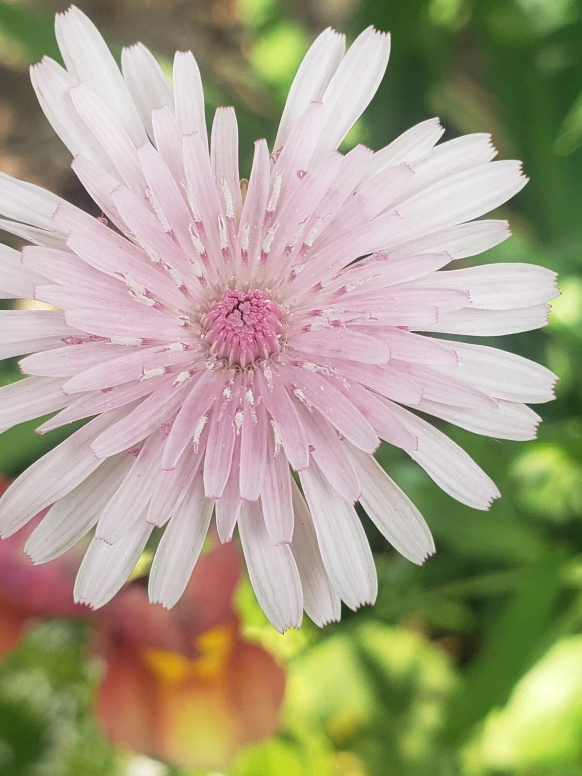 Pink Hawksbeard Crepis Rubra Flower - seeds growing and bright pink ...