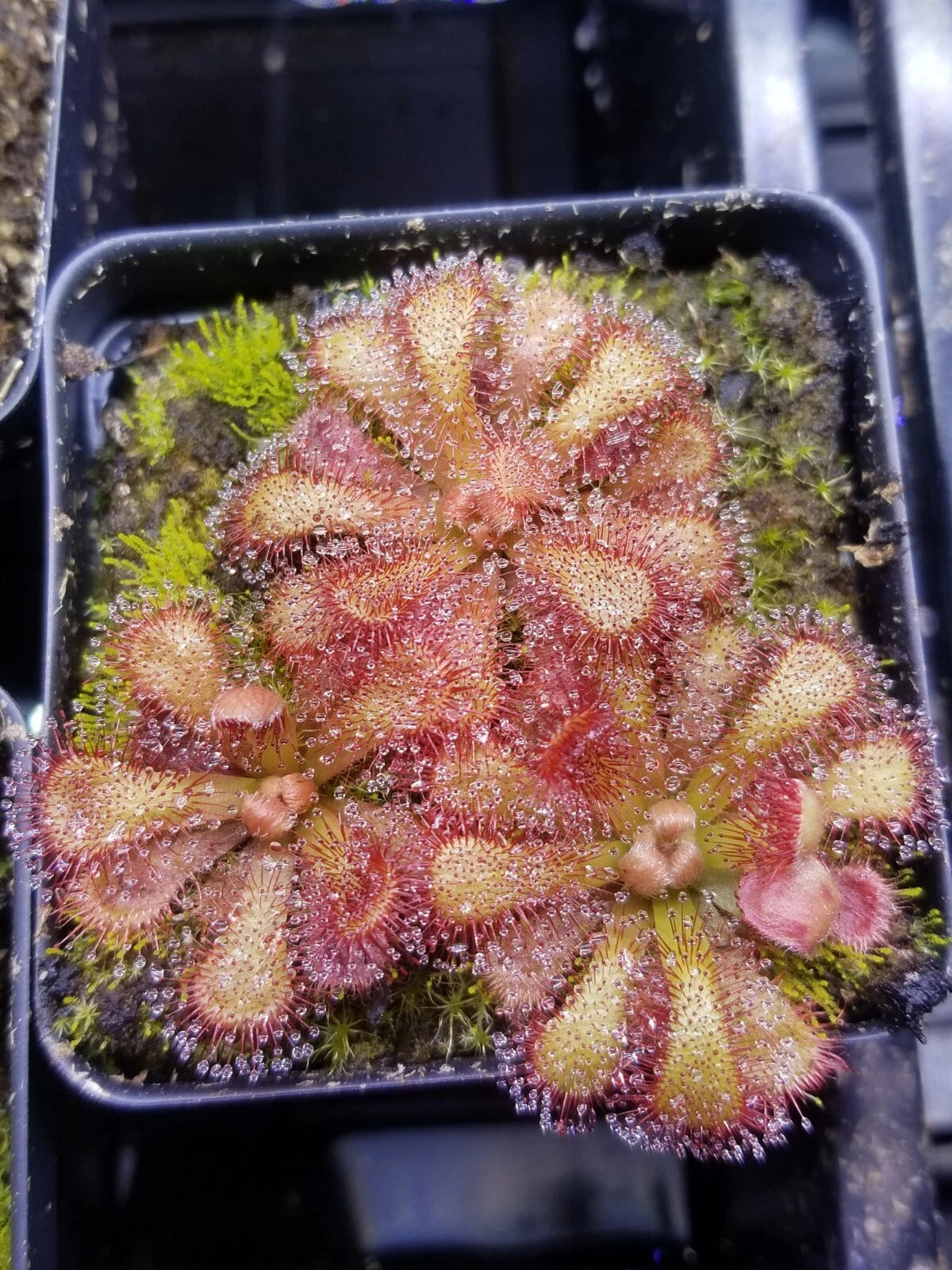 Drosera venusta Seeds - Carnivorous Sundew Plant - Very easy to grow ...